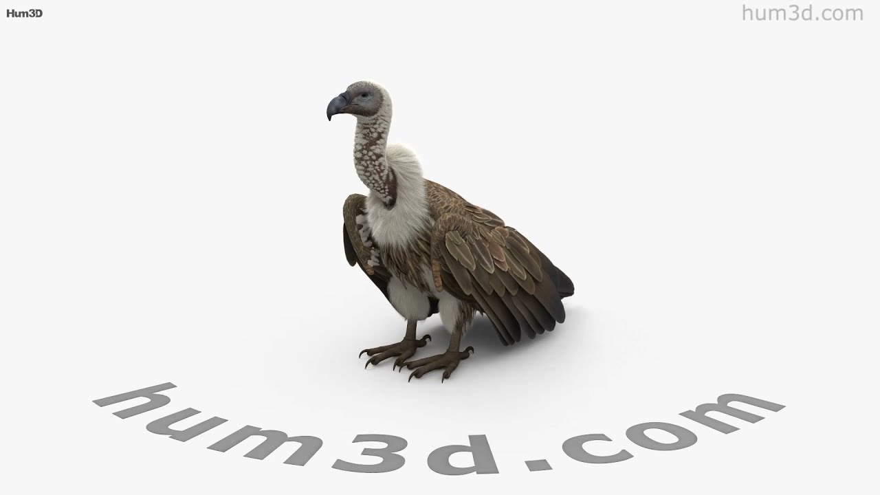 White-Backed Vulture 3D model by 3DModels.org