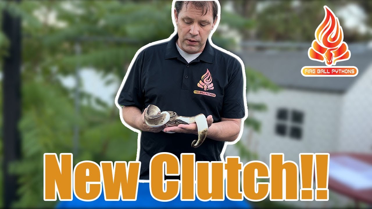 Blackhead pied clutch!! #ballpython #snakes #eggcutting