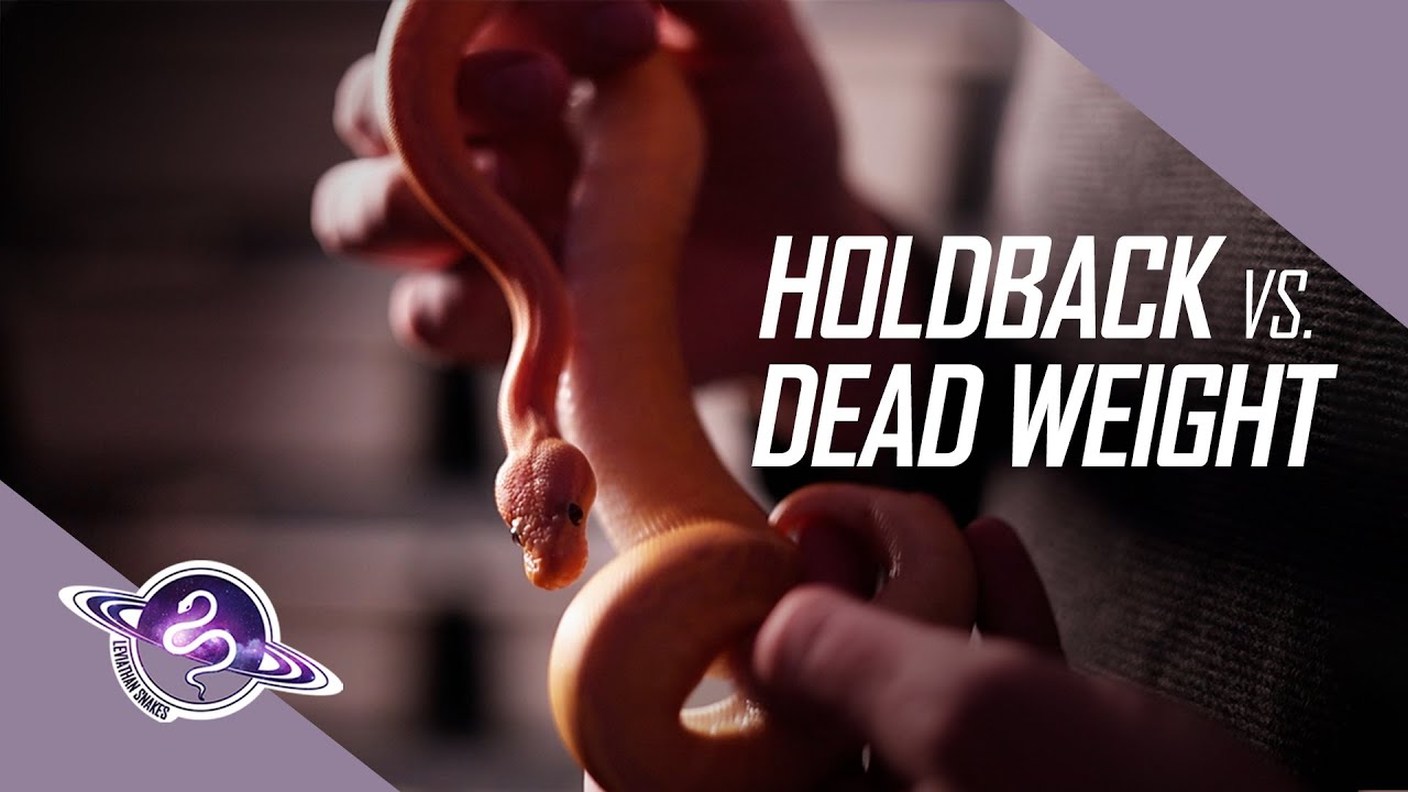 Ball Python Holdback or Dead Weight? | Reptile Breeding Tips