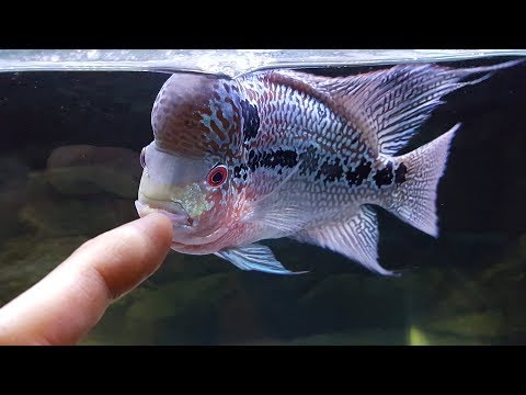 Flowerhorn Fish - Wholesale Price & Mandi Rate for Floran Fish in India