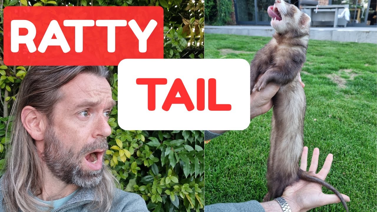 Why Your Ferret Has a Bald Tail (and When to Worry)