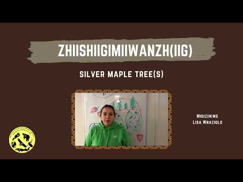 Zhiishiigimiiwanzh(iig) - Iskigamiziganing Izhaadaa