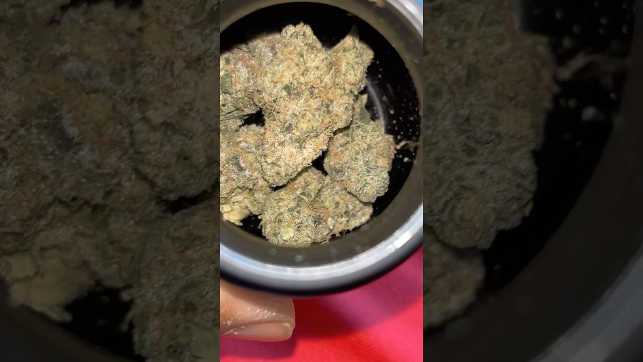 The Black Maple 22 Strain Review: A Cannabis Connoisseur's Dream