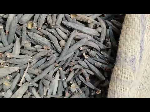 Marathi Moggu - Kapok Buds Latest Price, Manufacturers & Suppliers