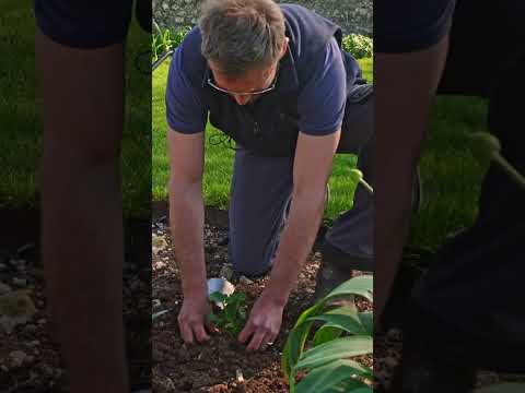 The importance of mulching