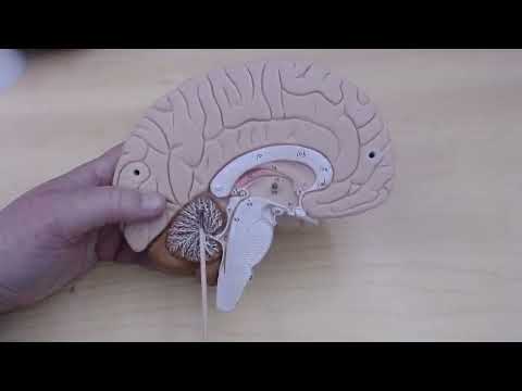 LIVE DEMO - Anatomy of the BRAIN Model for Final Practical Exam