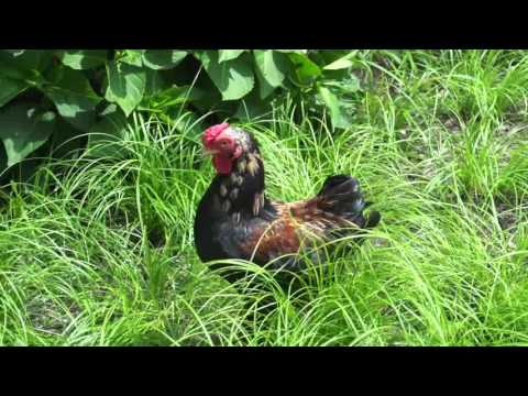 The wild chicken of Public Square