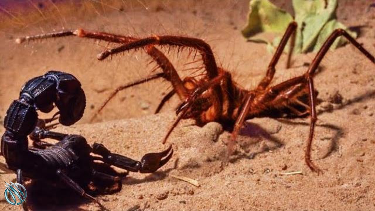 SOLIFUGE | CAMEL SPIDER — Murderous Speed Demon of the Desert