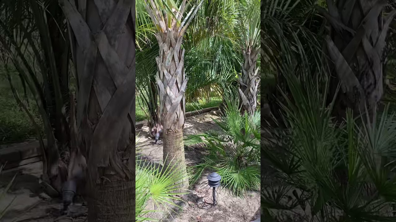 LANDSCAPING IDEAS | BEFORE AND AFTER | FLORIDA USA #Shorts