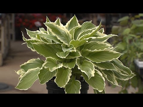 Types Of Perennials – GardenSmarts | HouseSmarts – Episode 214