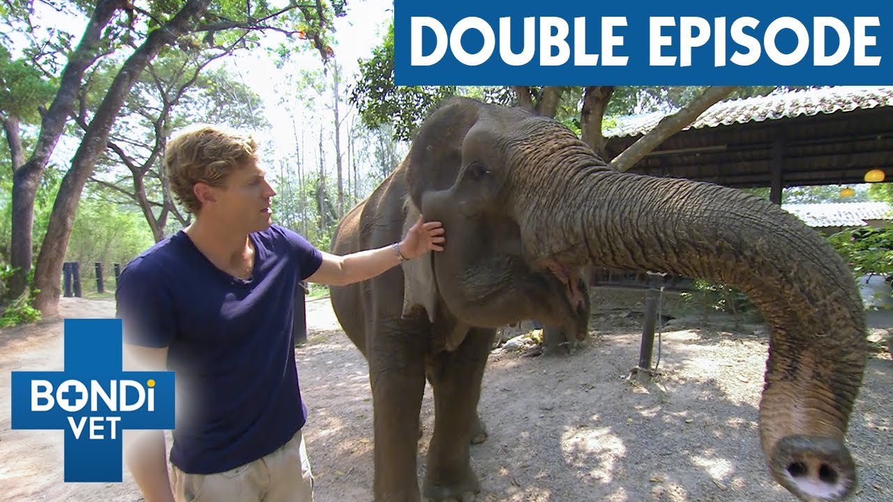 Vet Helps Neglected Animals at Wildlife Rescue Centre