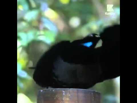 Steam Community :: Video :: dab bird