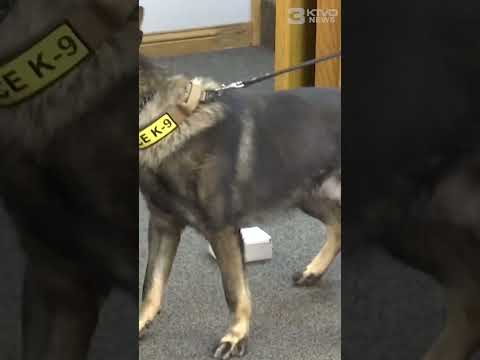 New Kirksville K9 officer steals the show at city council study session #short