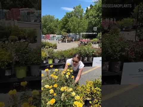 Every time I go to the garden center 🤣🤭🌹