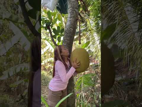 PANEN NANGKA MADU #fruit