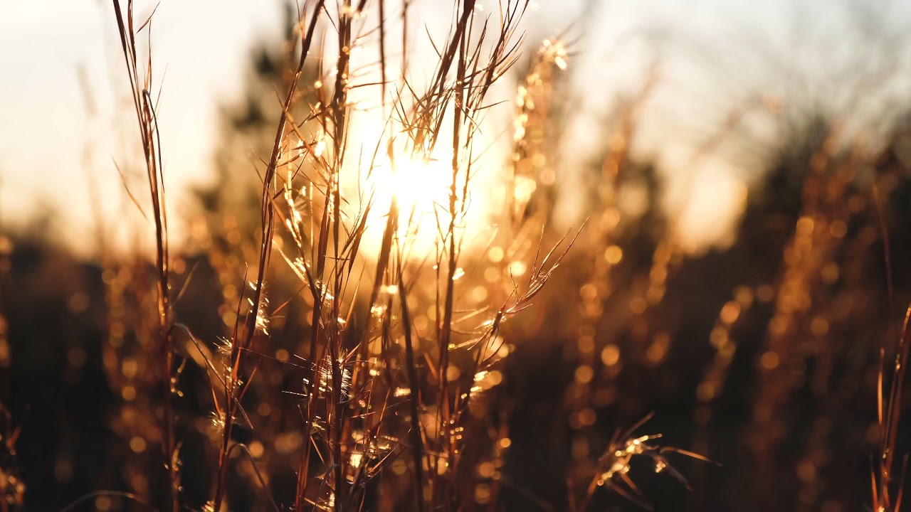 Wheat Field Barley | 4K | STOCK WORLD