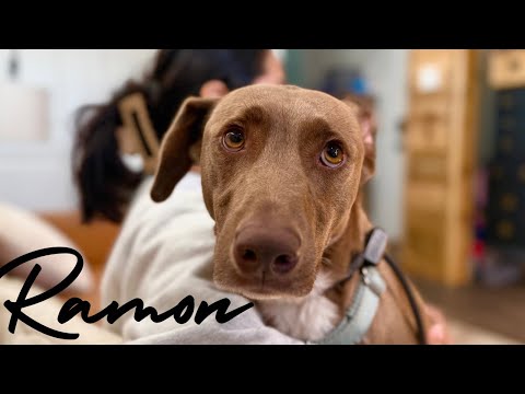 Dog for adoption - Ramon the Romantic, a Labrador Retriever & American ...