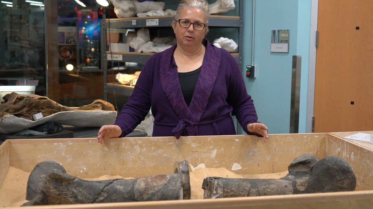 Acrocanthosaurus Dinosaur Femur Histology