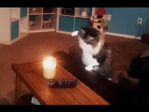 Curious Cats vs. Candles