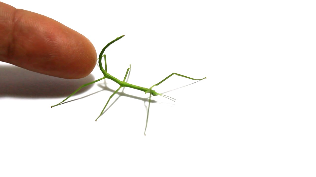 Walking Stick Insect - Free Stock Creative Commons Video