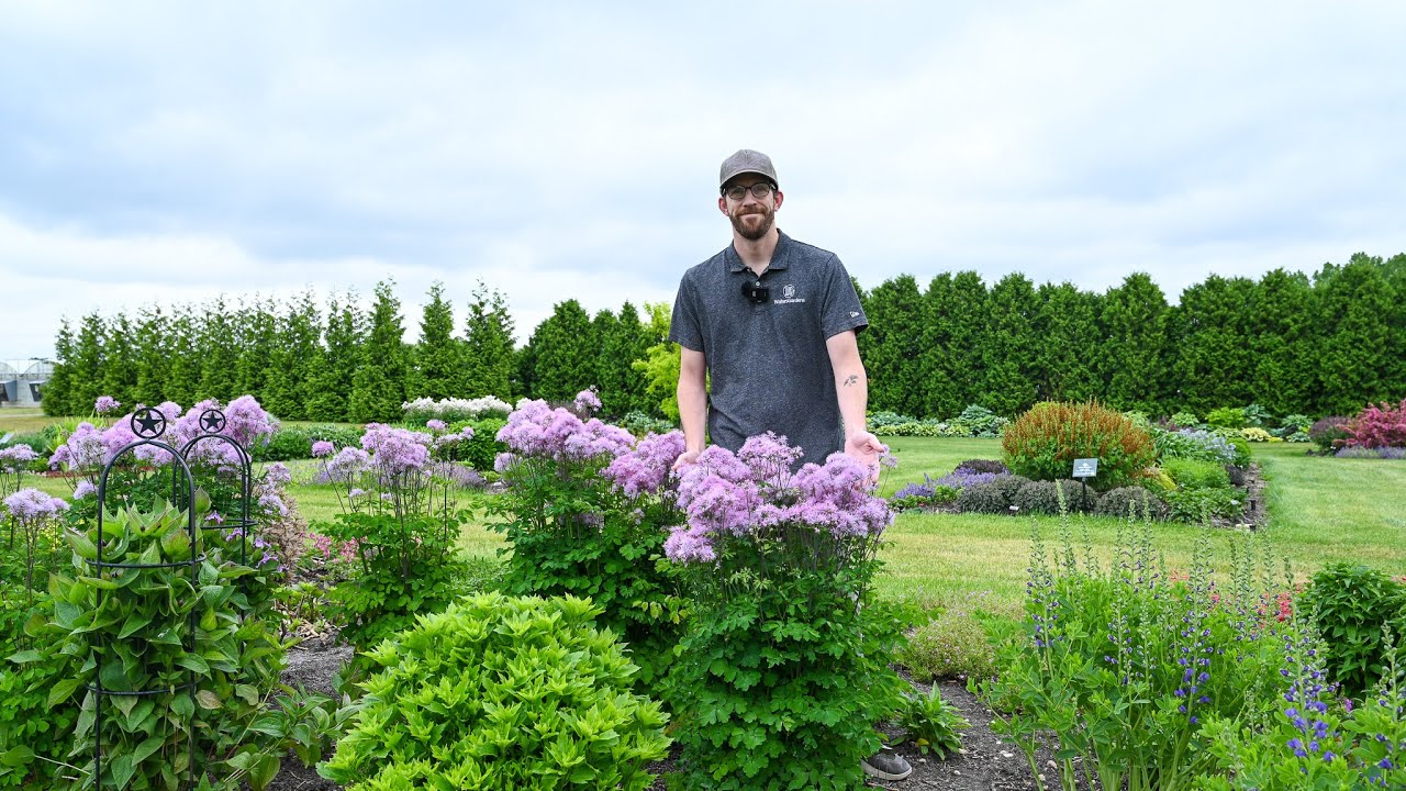 Thalictrum Comparison || Walters Gardens
