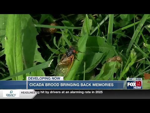Cicada brood bringing back memories
