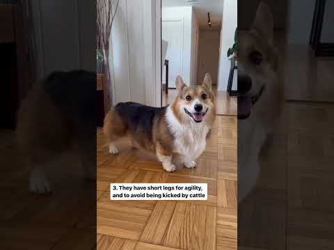 Four facts about corgis #corgi #dogs #pets