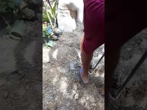 Tridacna giant clam believed to be 500yrs old found in our backyard