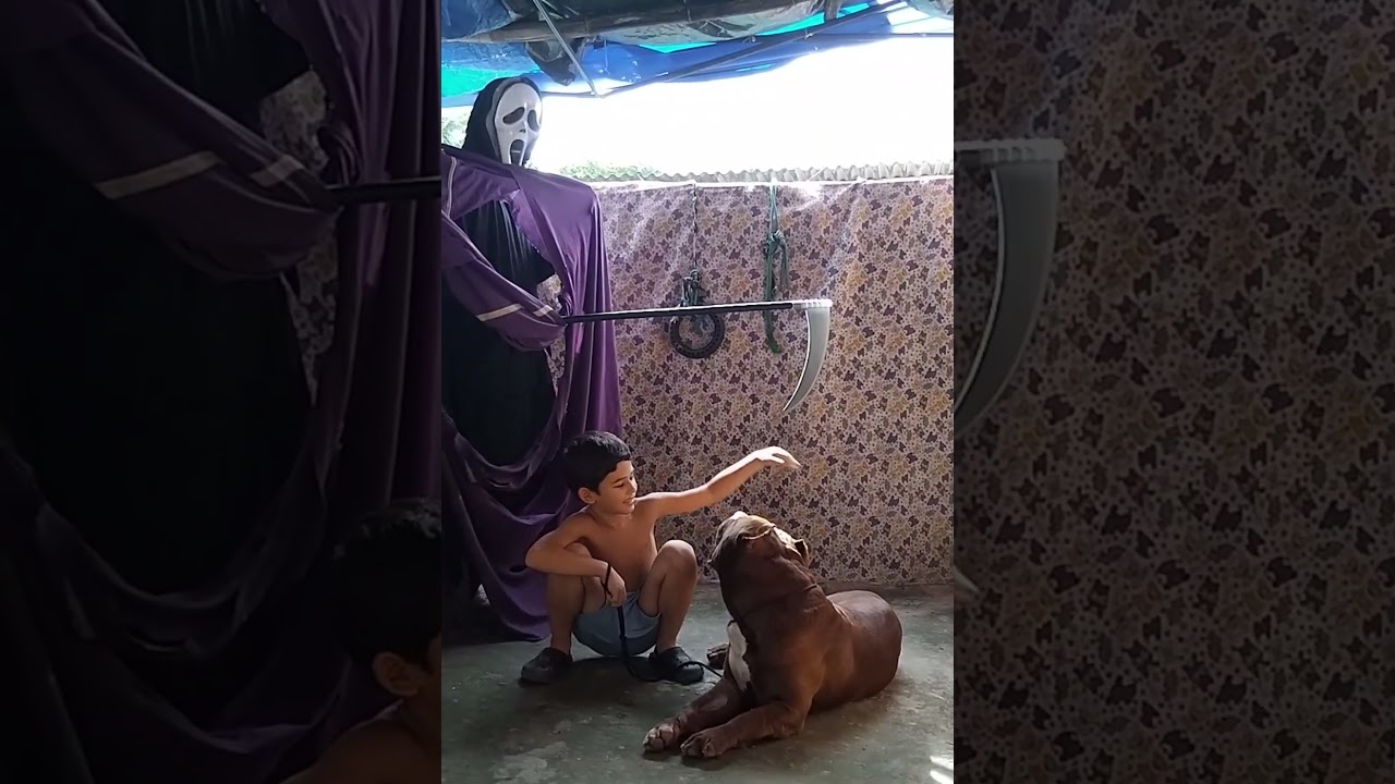 Docile Dog #lekthebestkennel