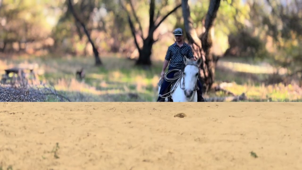“Mouse” grey gelding