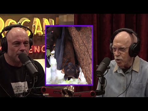 Joe Rogan | How Fast And Big Are Bats? | JRE