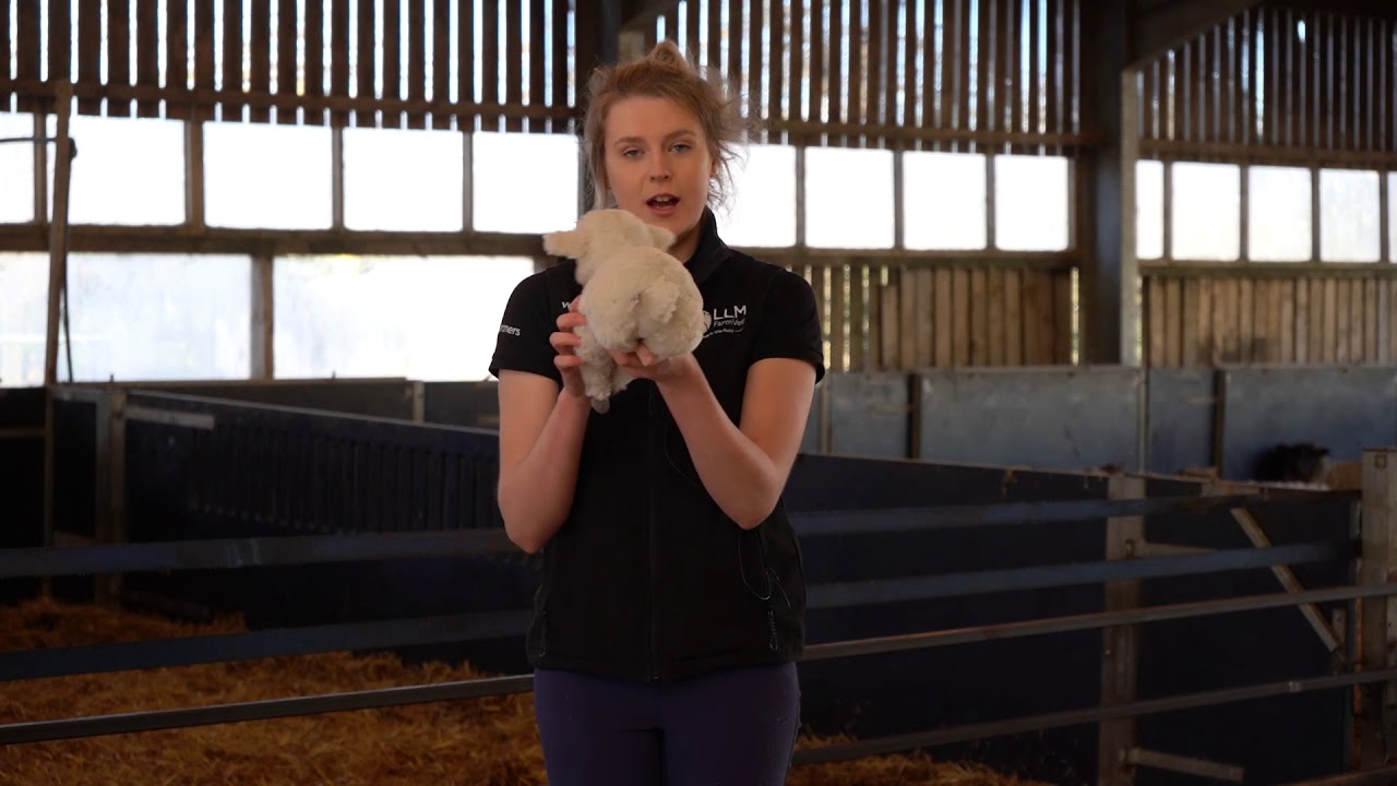 Reaseheath Lambing Bitesize: Session 4 for KS3 (Years 7-9)