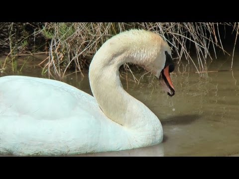 Pont de Gau Ornithological Park - Visiting Park, Part 2 - Camargue, France [HD] (videoturysta)