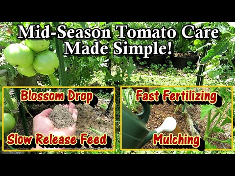 MId Season/Growth Tomato Plant Fertilizing & Care: Two Types of Feeding & Benefits of Mulching