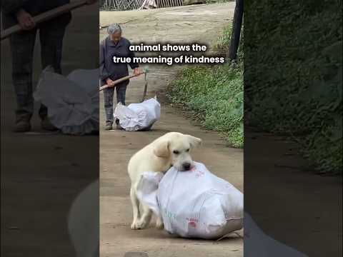 where an animal shows the true meaning of kindness #shorts #viralshorts ##heartwarming #goodvibes