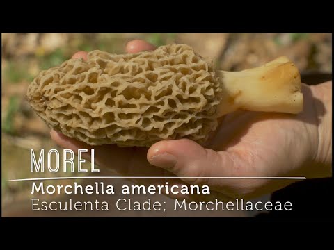 Morel Mushrooms! How to ID: 3 Easy Clues to know you have a Morel.