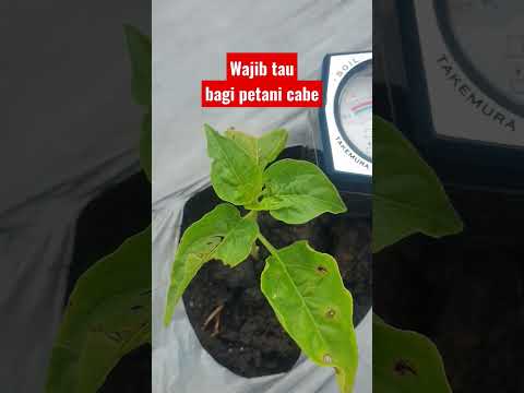 pH tanah yang bagus untuk Tanaman Cabe #asamhumat #bioboost #pupukbioboost #cabeori212 #banyuwangi