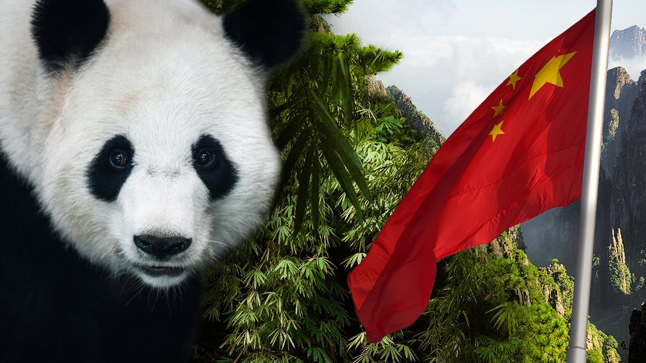 Volunteer in China | The Great Projects