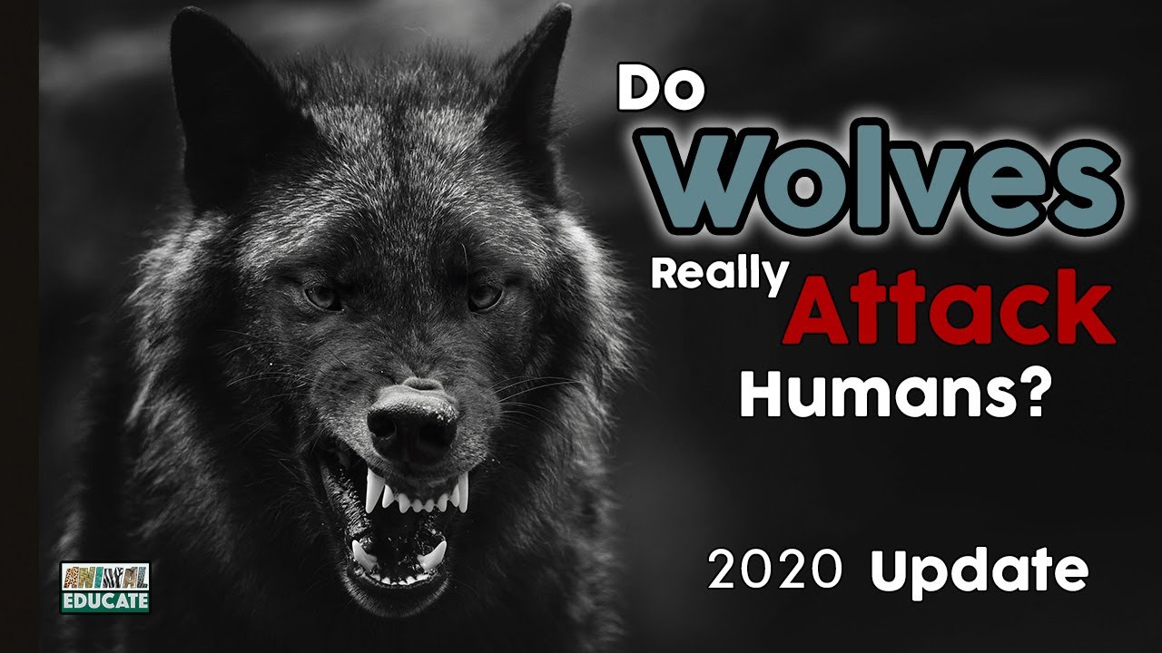 Do Wolves Really Attack Humans? 🐺 2002 - 2020 update 🐾