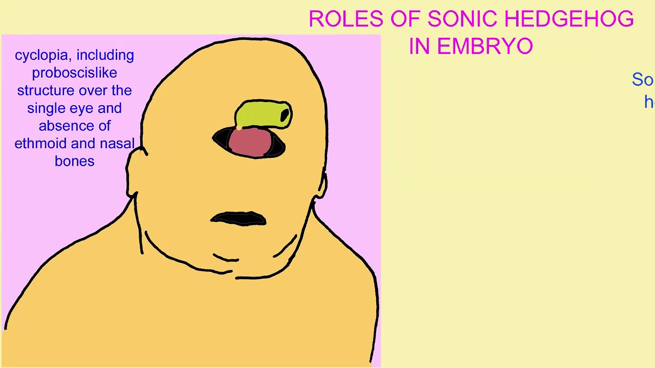 ROLES OF SONIC HEDGEHOG