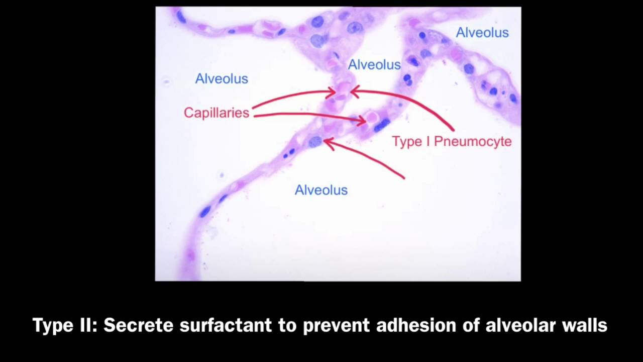 6.4 Type I and II Pneumocytes