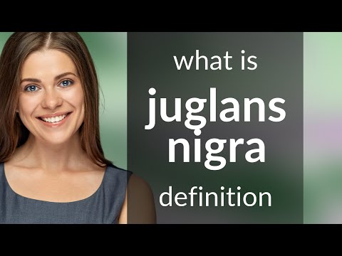 Juglans nigra • JUGLANS NIGRA definition