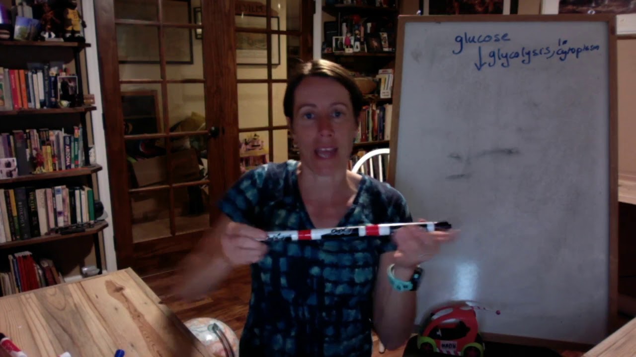 Understanding Glycolysis: The First Step of Cellular Respiration ...