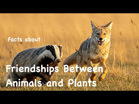 10 interesting facts about Symbiosis and Unlikely Friendships Between Animals and Plants