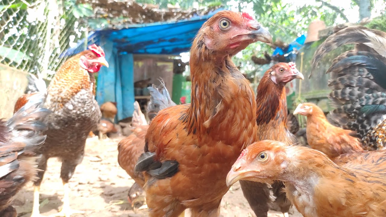 Curious chickens looking at camera and making sounds in a chicken coop