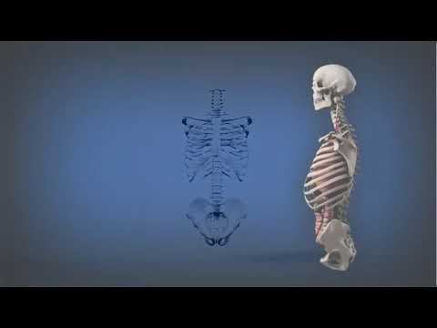 Anatomy of the Pelvis - The Pelvic Girdle