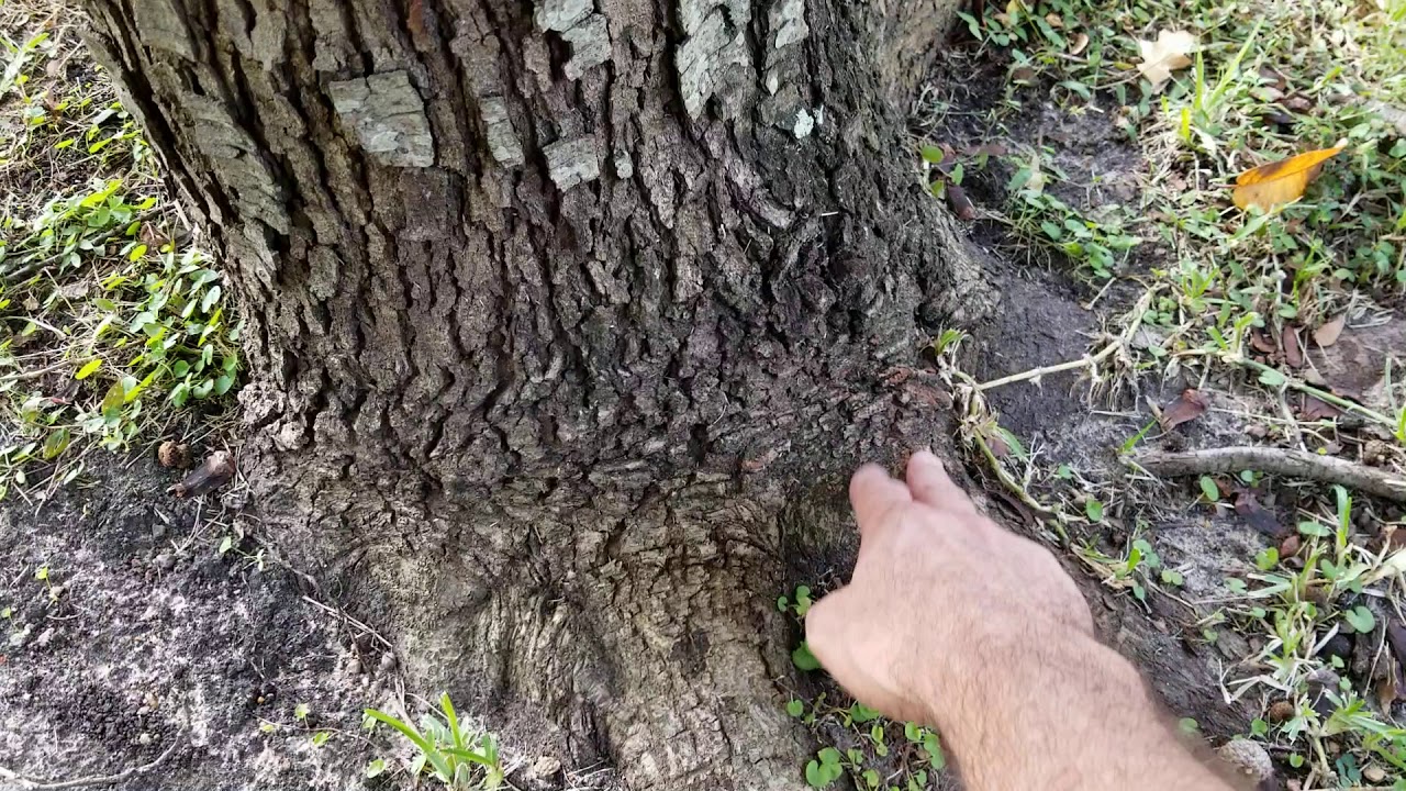 9 years later Mexican white oak how does it look now?