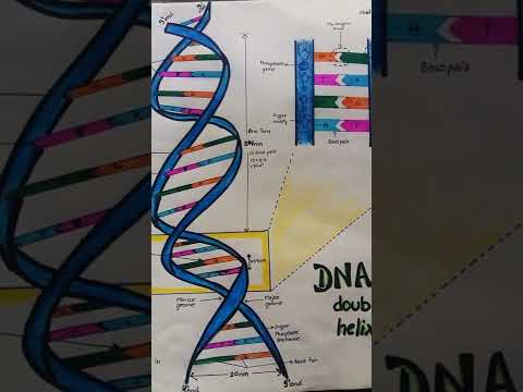 DNA DOUBLE HELIX structure full detailed labeling 👍
