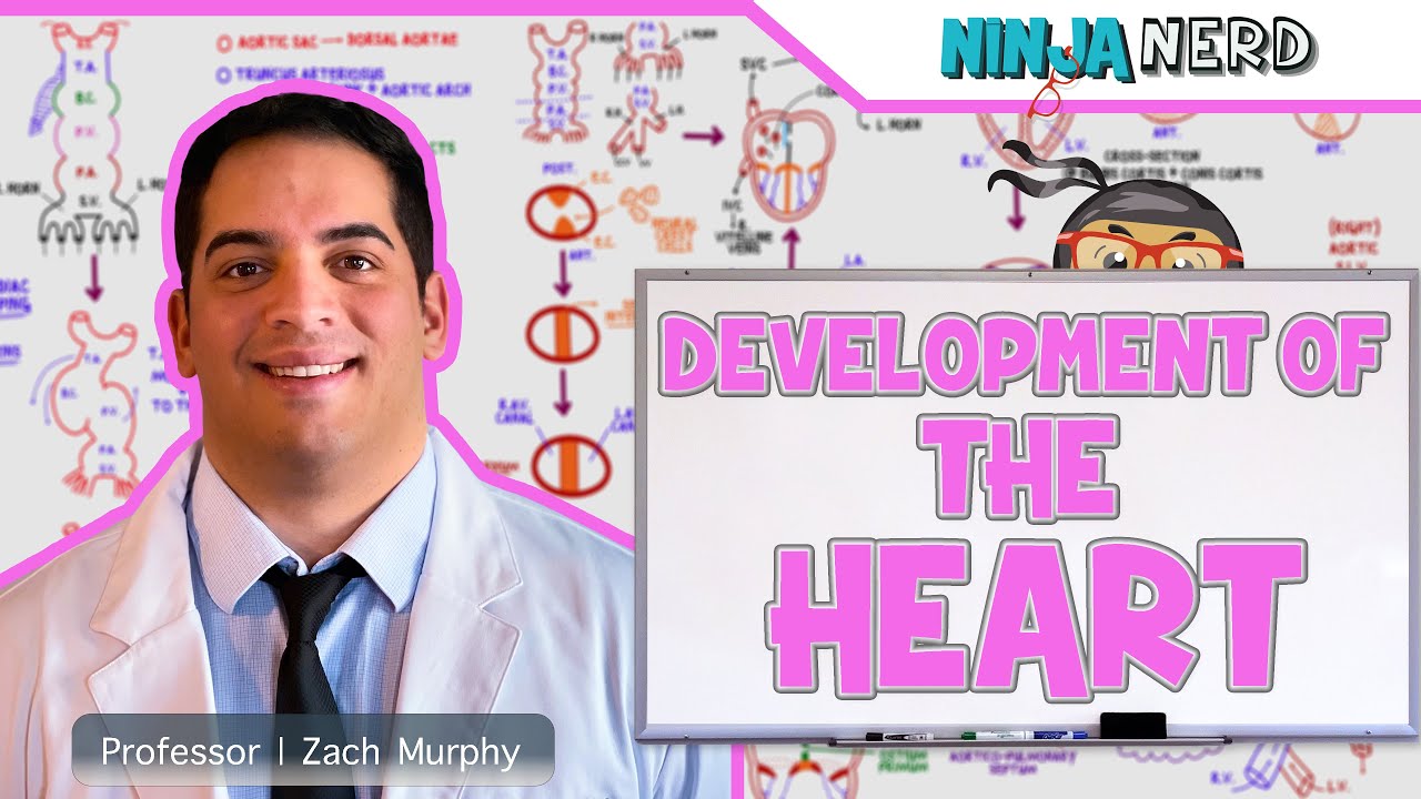 Understanding the Development of the Heart: A Comprehensive Guide ...