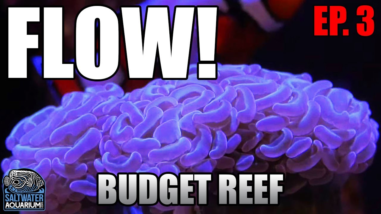 Aquarium FLOW it MATTERS!  WHY? Flow Ratios in a Budget Reef Tank